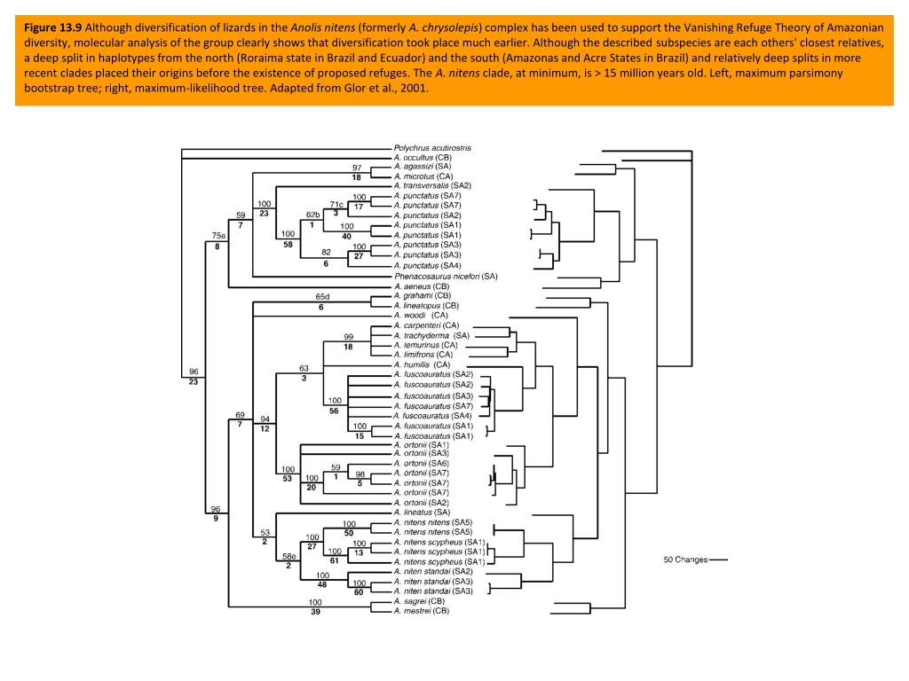 PPT - BIOL 3300 Vertebrate Zoology: Ectotherms - Herpetology PowerPoint ...