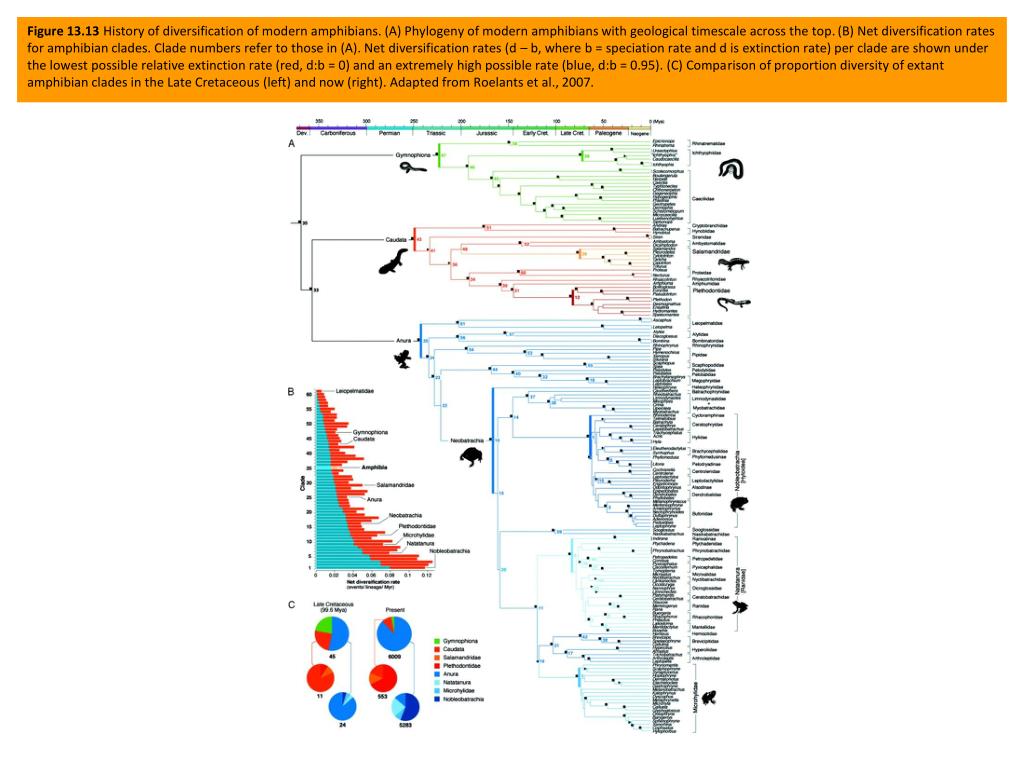 PPT - BIOL 3300 Vertebrate Zoology: Ectotherms - Herpetology PowerPoint ...