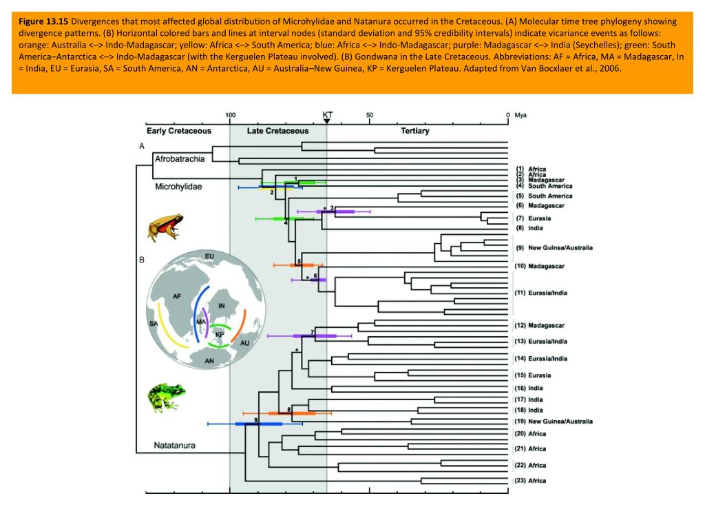 PPT - BIOL 3300 Vertebrate Zoology: Ectotherms - Herpetology PowerPoint ...