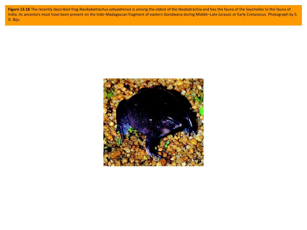 PPT - BIOL 3300 Vertebrate Zoology: Ectotherms - Herpetology PowerPoint ...