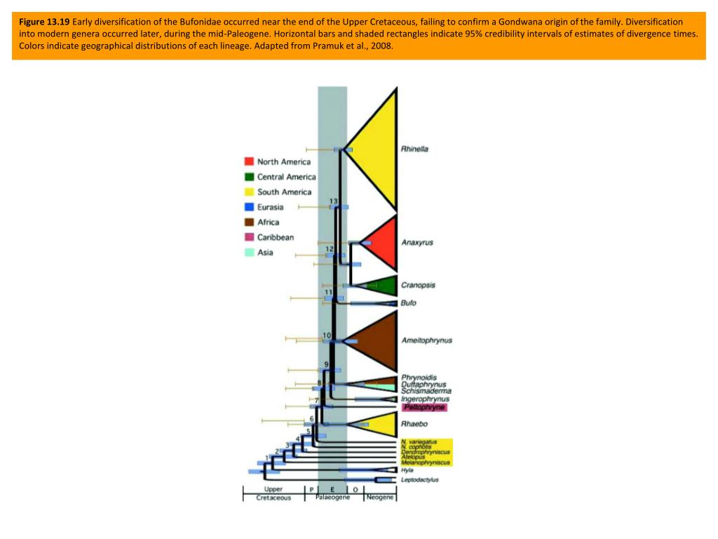 PPT - BIOL 3300 Vertebrate Zoology: Ectotherms - Herpetology PowerPoint ...