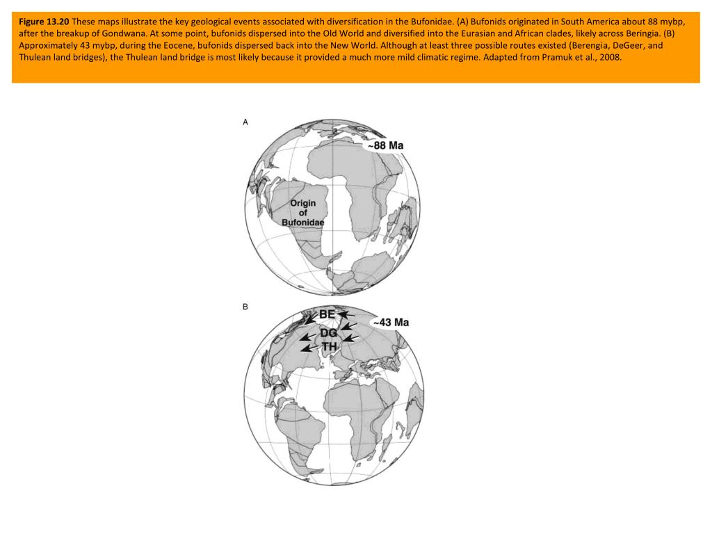 PPT - BIOL 3300 Vertebrate Zoology: Ectotherms - Herpetology PowerPoint ...