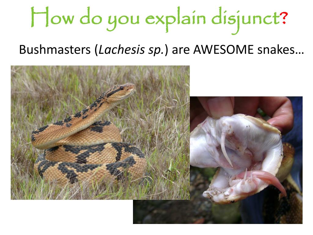 PPT - BIOL 3300 Vertebrate Zoology: Ectotherms - Herpetology PowerPoint ...