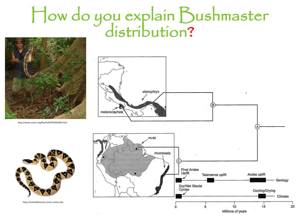 PPT - BIOL 3300 Vertebrate Zoology: Ectotherms - Herpetology PowerPoint ...