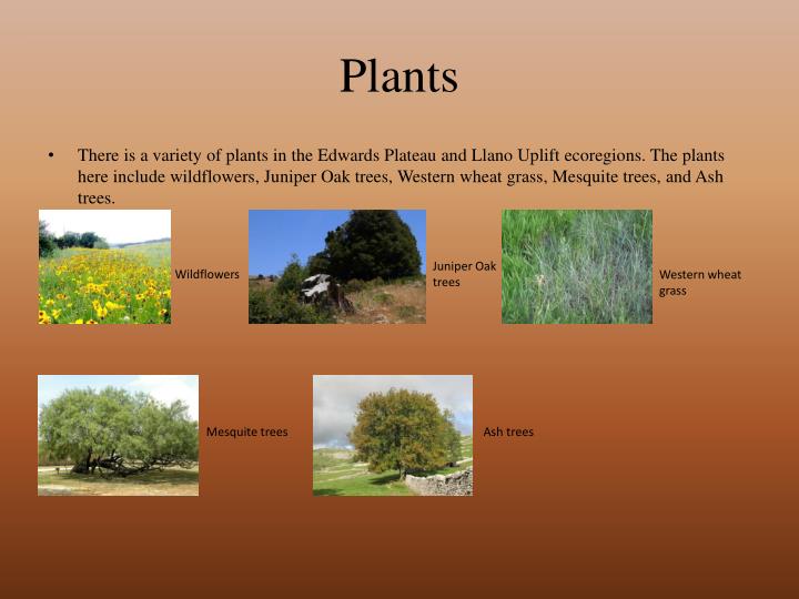 PPT - Edwards Plateau/Llano Uplift PowerPoint Presentation - ID:2060250