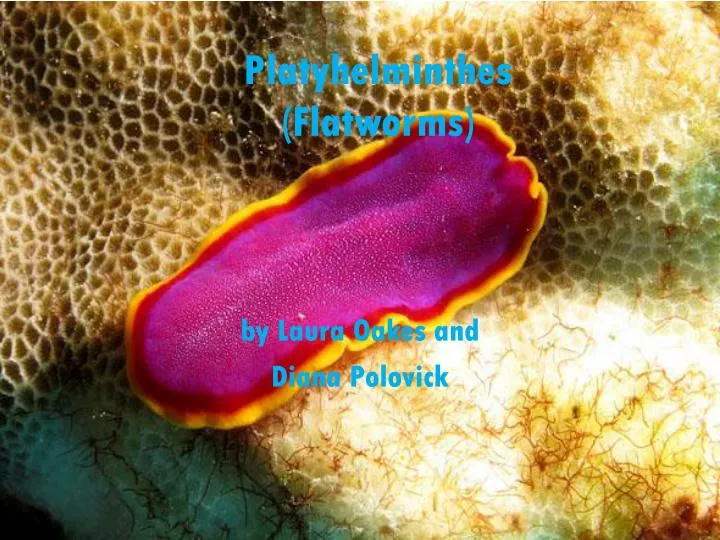 PPT - Platyhelminthes (Flatworms) PowerPoint Presentation, free ...