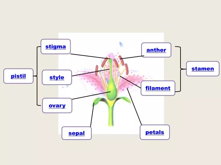 PPT - sepal PowerPoint Presentation, free download - ID:2060993