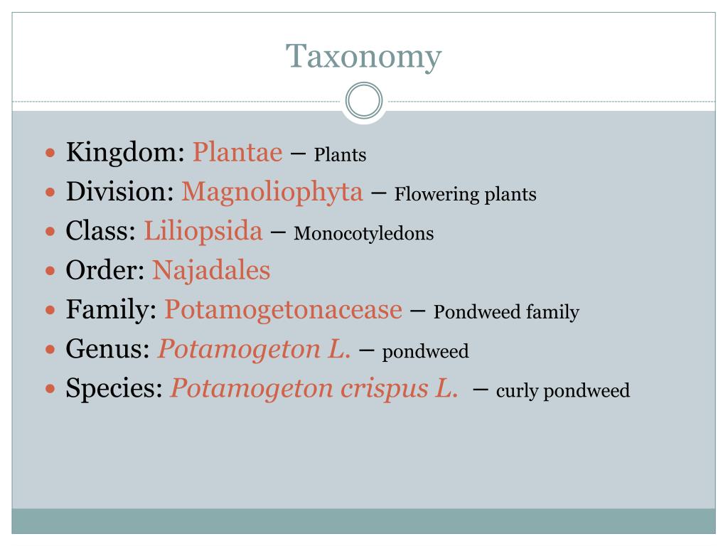 PPT - Curly Pondweed Potamogeton crispus L. PowerPoint Presentation ...