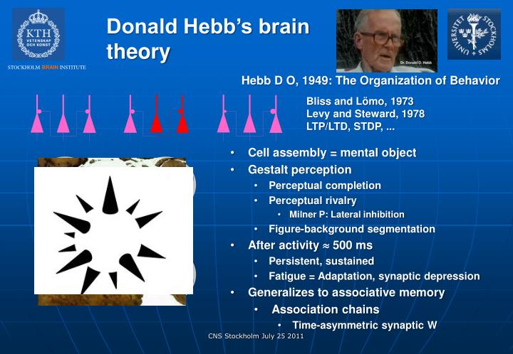 PPT - Perceptual and memory functions in a cortex-inspired attractor ...