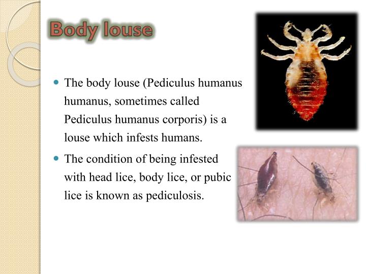 PPT - Lice PowerPoint Presentation - ID:2061608