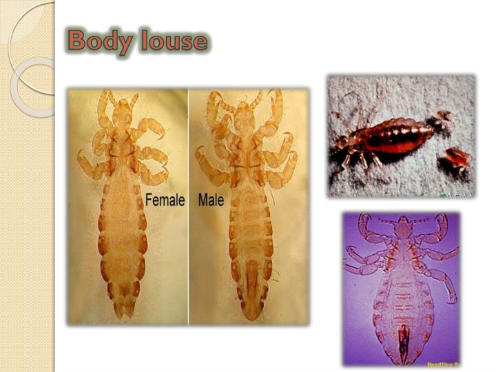 PPT - Lice PowerPoint Presentation - ID:2061608