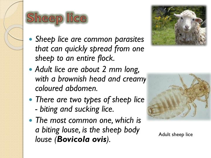 PPT - Lice PowerPoint Presentation - ID:2061608