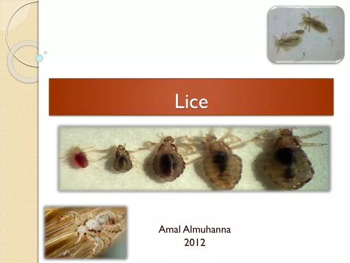 PPT - Lice PowerPoint Presentation, free download - ID:2061608