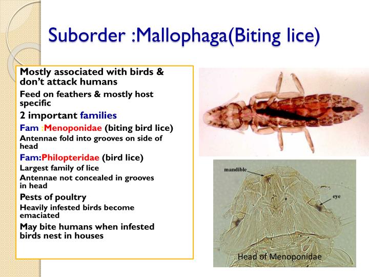 PPT - Lice PowerPoint Presentation - ID:2061608