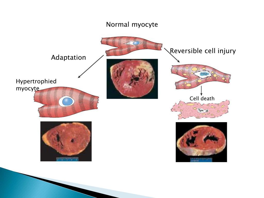 PPT - Human biology and pathology PowerPoint Presentation, free ...