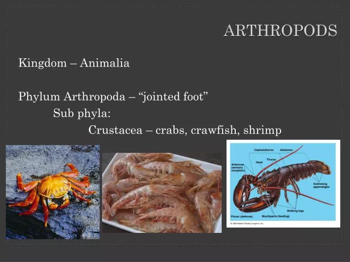 PPT - ARTHROPODS PowerPoint Presentation, free download - ID:2061965