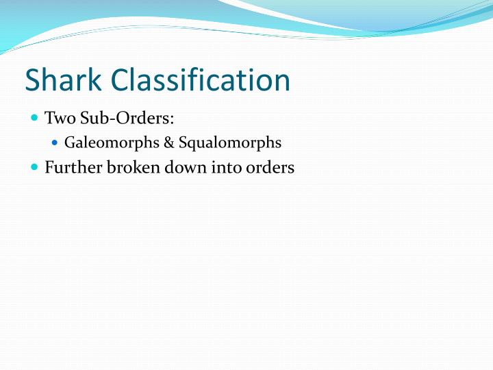 PPT - Class Chondrichthyes PowerPoint Presentation - ID:2062274