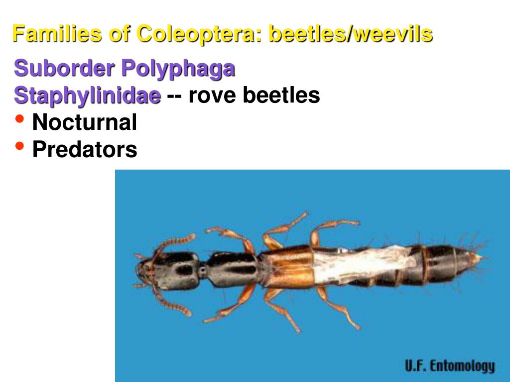 PPT - Families of Coleoptera : beetles/weevils PowerPoint Presentation ...
