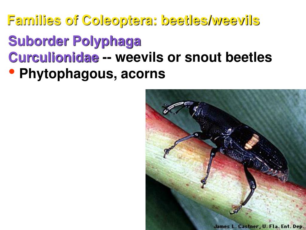 PPT - Families of Coleoptera : beetles/weevils PowerPoint Presentation ...