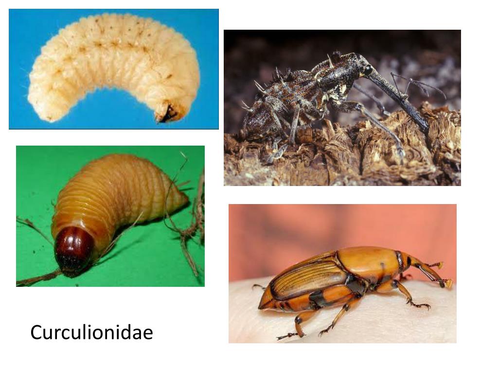 PPT - Families of Coleoptera : beetles/weevils PowerPoint Presentation ...