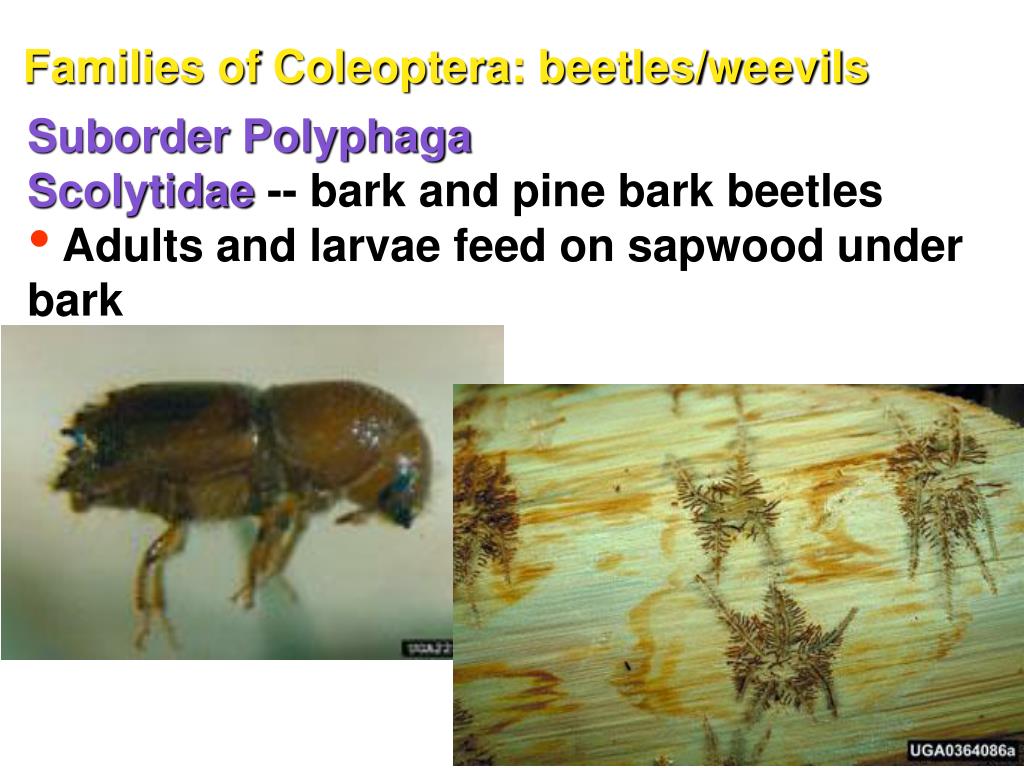 PPT - Families of Coleoptera : beetles/weevils PowerPoint Presentation ...