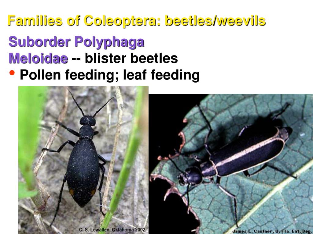 PPT - Families of Coleoptera : beetles/weevils PowerPoint Presentation ...