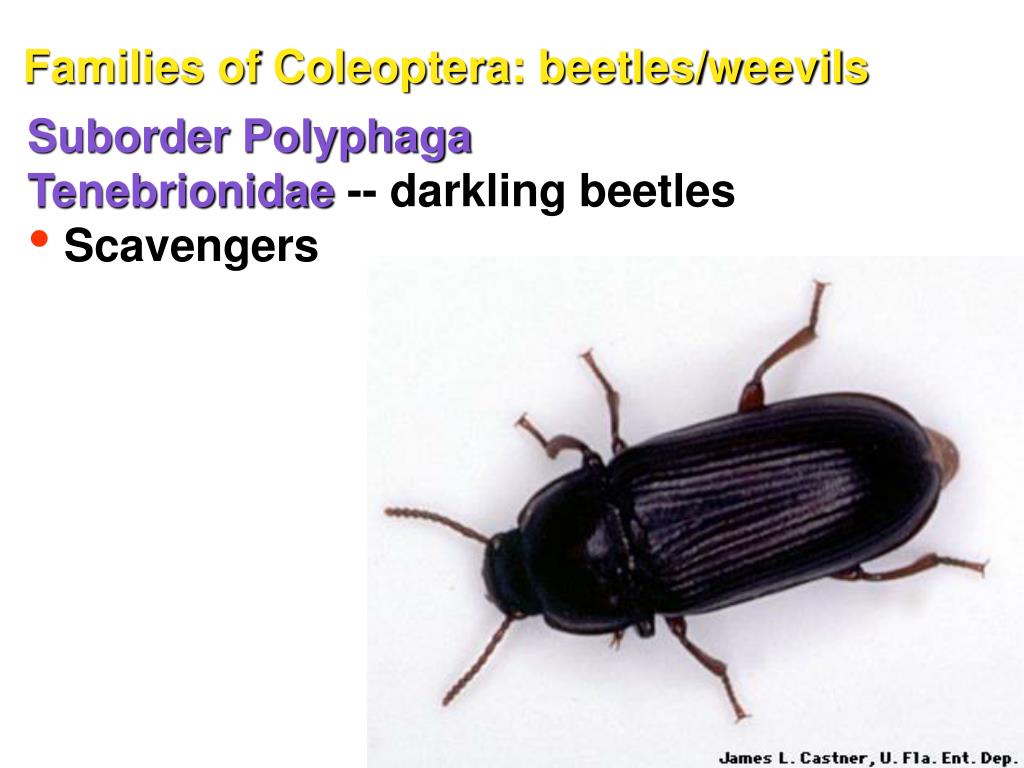 PPT - Families of Coleoptera : beetles/weevils PowerPoint Presentation ...