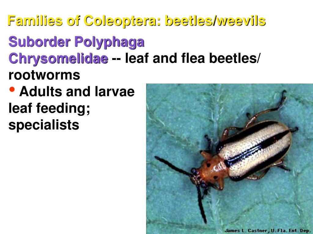 PPT - Families of Coleoptera : beetles/weevils PowerPoint Presentation ...