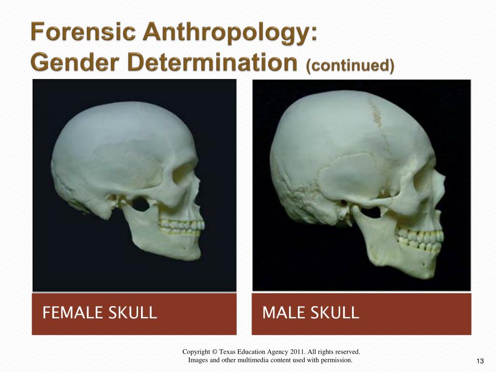 Ppt Forensic Anthropology Powerpoint Presentation Free Download Id