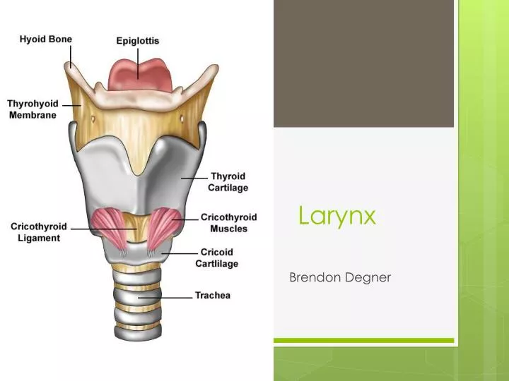 PPT - Larynx PowerPoint Presentation, free download - ID:2062891