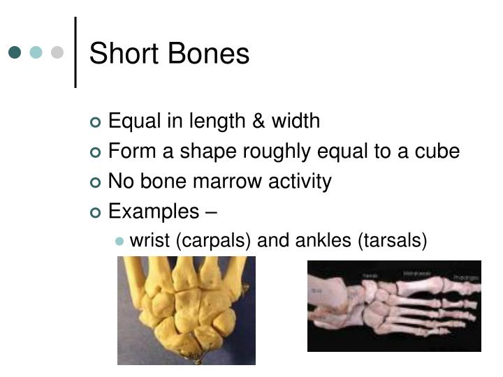 PPT - The Skeletal System PowerPoint Presentation - ID:2062912