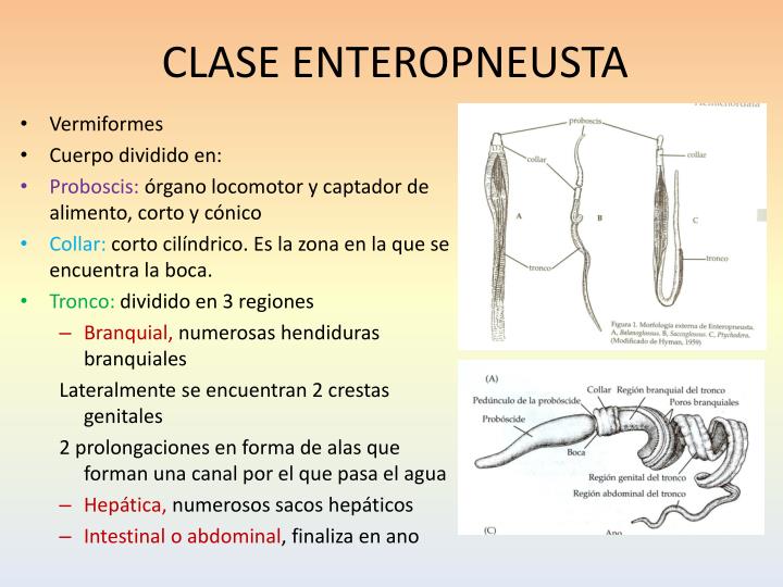 PPT - Phylum Hemichordata PowerPoint Presentation - ID:2062986
