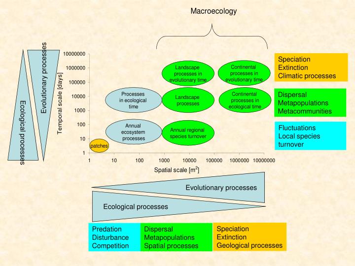 PPT - What is macroecology? PowerPoint Presentation - ID:2063231
