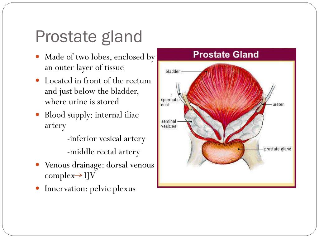 Prostate Gland Structure