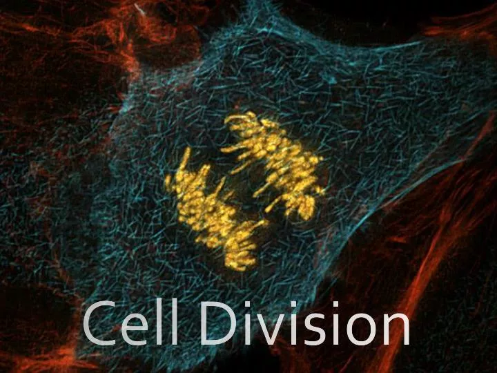 PPT - Cell Division PowerPoint Presentation, free download - ID:2063331