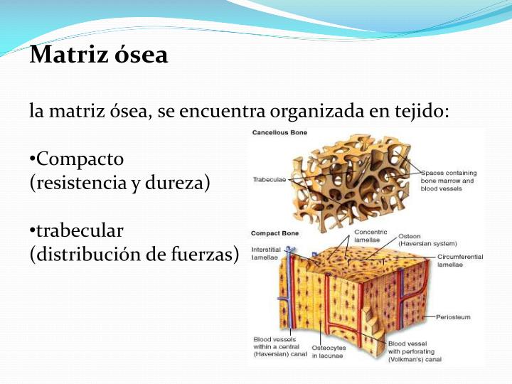 PPT - Anatomía macroscópica y clasificación de los huesos PowerPoint ...
