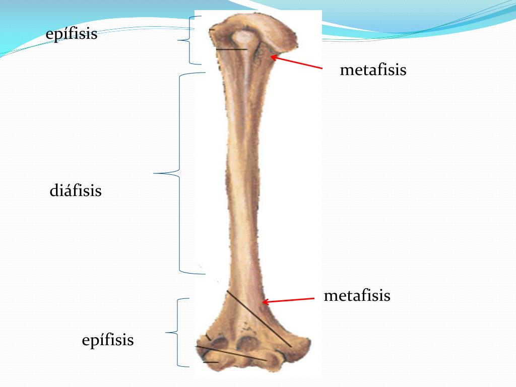 PPT - Anatomía macroscópica y clasificación de los huesos PowerPoint ...