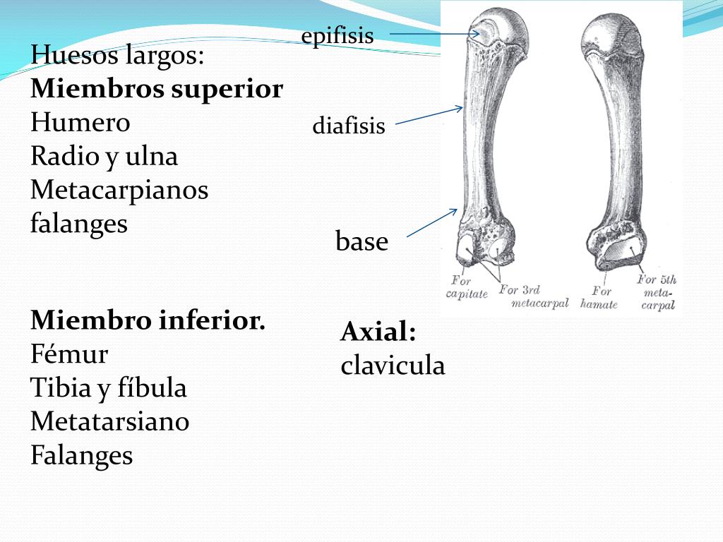 PPT - Anatomía macroscópica y clasificación de los huesos PowerPoint ...