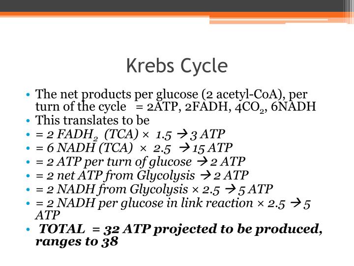 PPT - KREBS CYCLE PowerPoint Presentation - ID:2064185