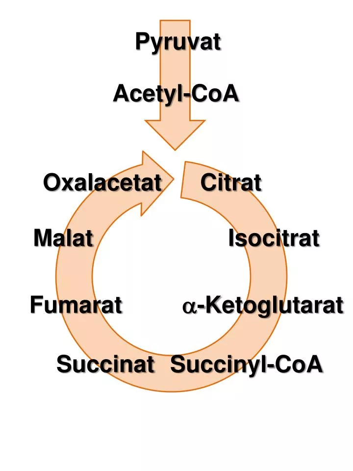 PPT - Pyruvat PowerPoint Presentation, free download - ID:2064314