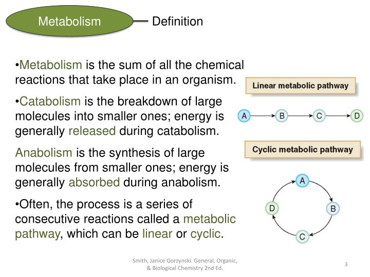 PPT - CHAPTER 23: Metabolism & Energy Production General, Organic ...