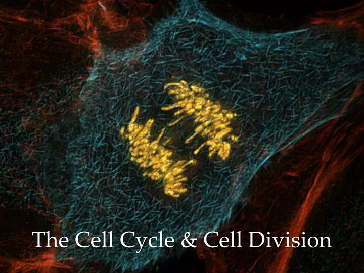 PPT - The Cell Cycle & Cell Division PowerPoint Presentation, free ...