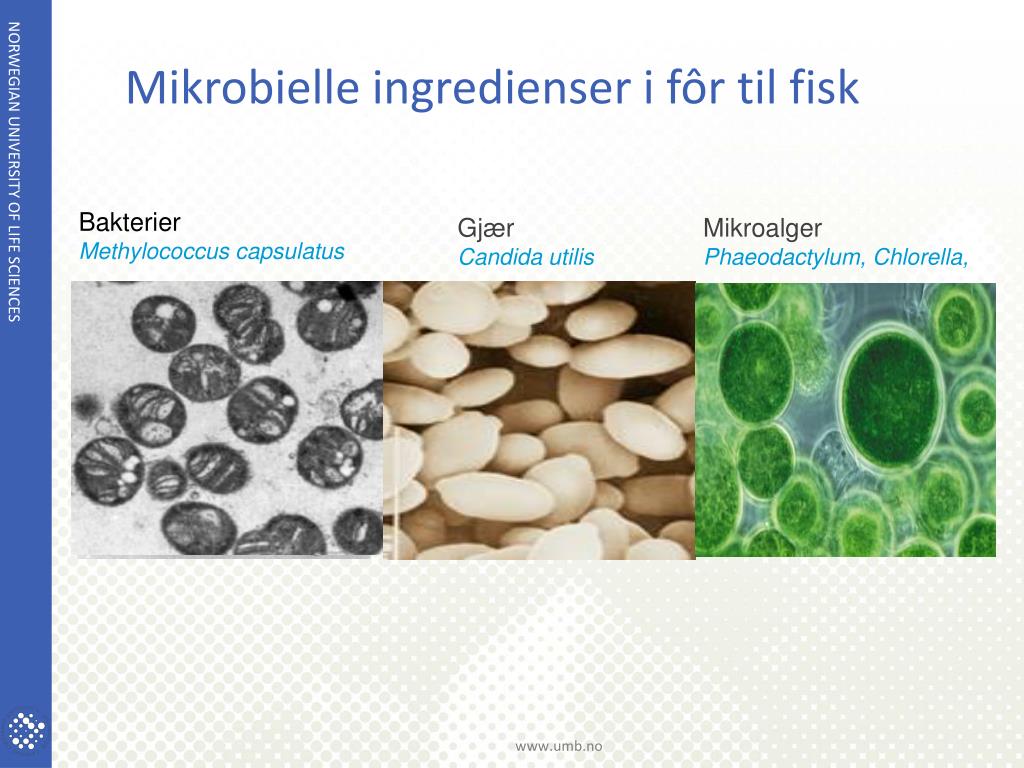 PPT - Fiskefôr fra grantre og biogass PowerPoint Presentation, free ...