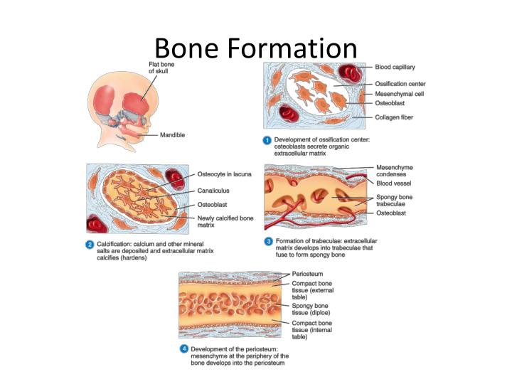 PPT - Bone Structure PowerPoint Presentation - ID:2064486