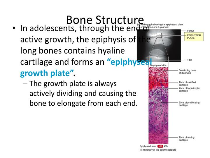 PPT - Bone Structure PowerPoint Presentation - ID:2064486