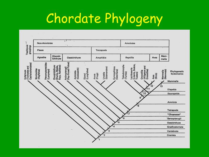 Chordate Phylogeny Pptx Powerpoint