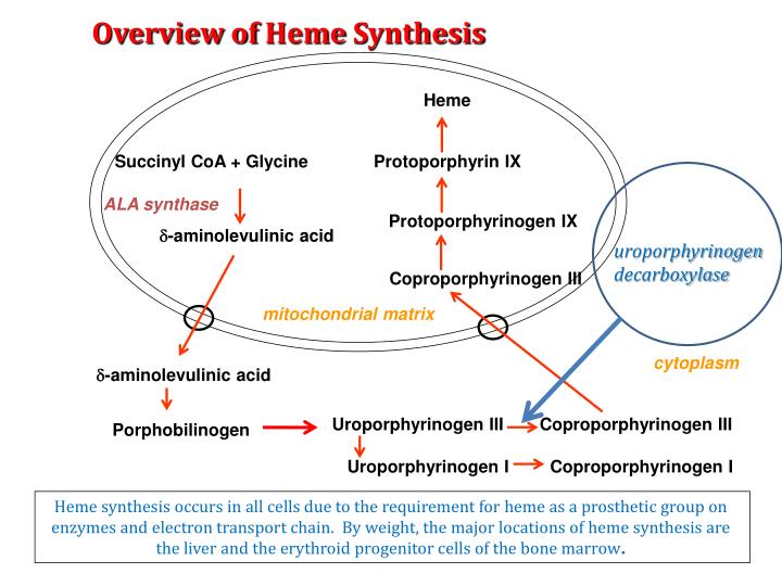 PPT - Porphyrin metabolism & porphyrias PowerPoint Presentation - ID ...