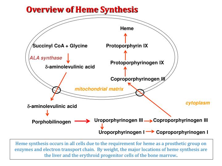 PPT - Porphyrin metabolism & porphyrias PowerPoint Presentation - ID ...