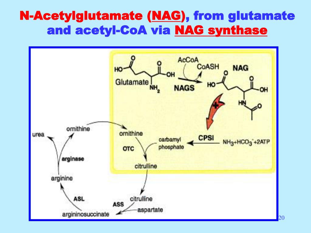 PPT - METABOLISM AND UTILIZATION OF AMINO ACIDS Rutgers School of ...