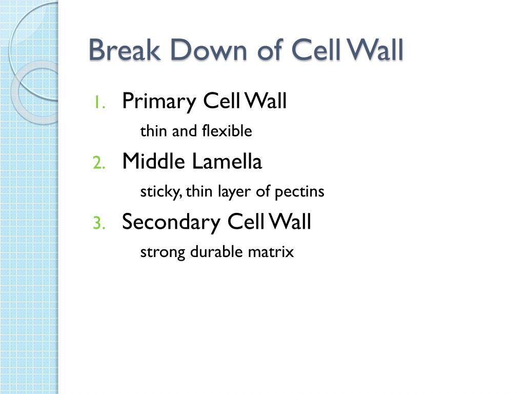 PPT - Intricate Cell Connections: Cell Walls & Intercellular Junctions ...
